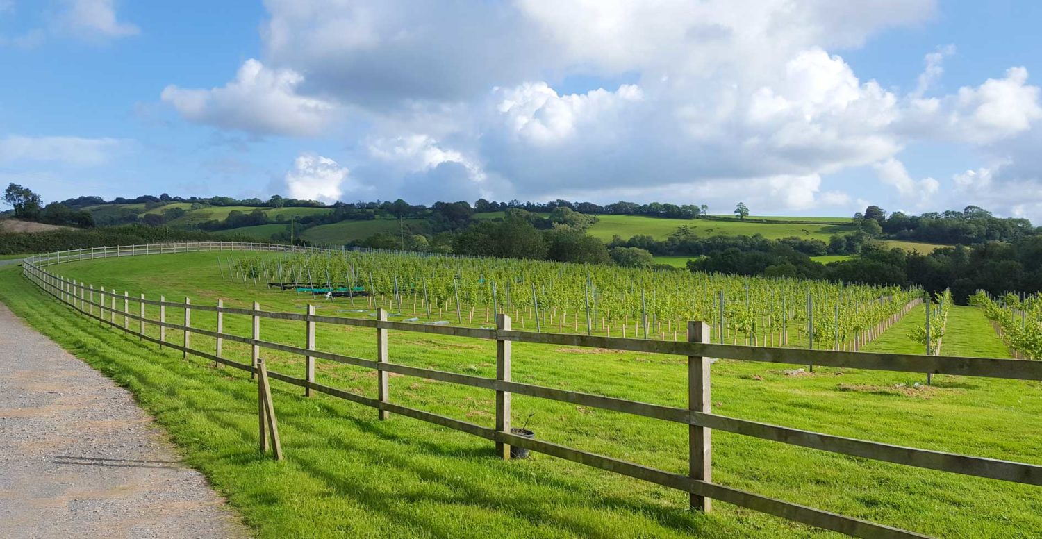 Our Story - Venn Valley Vineyard