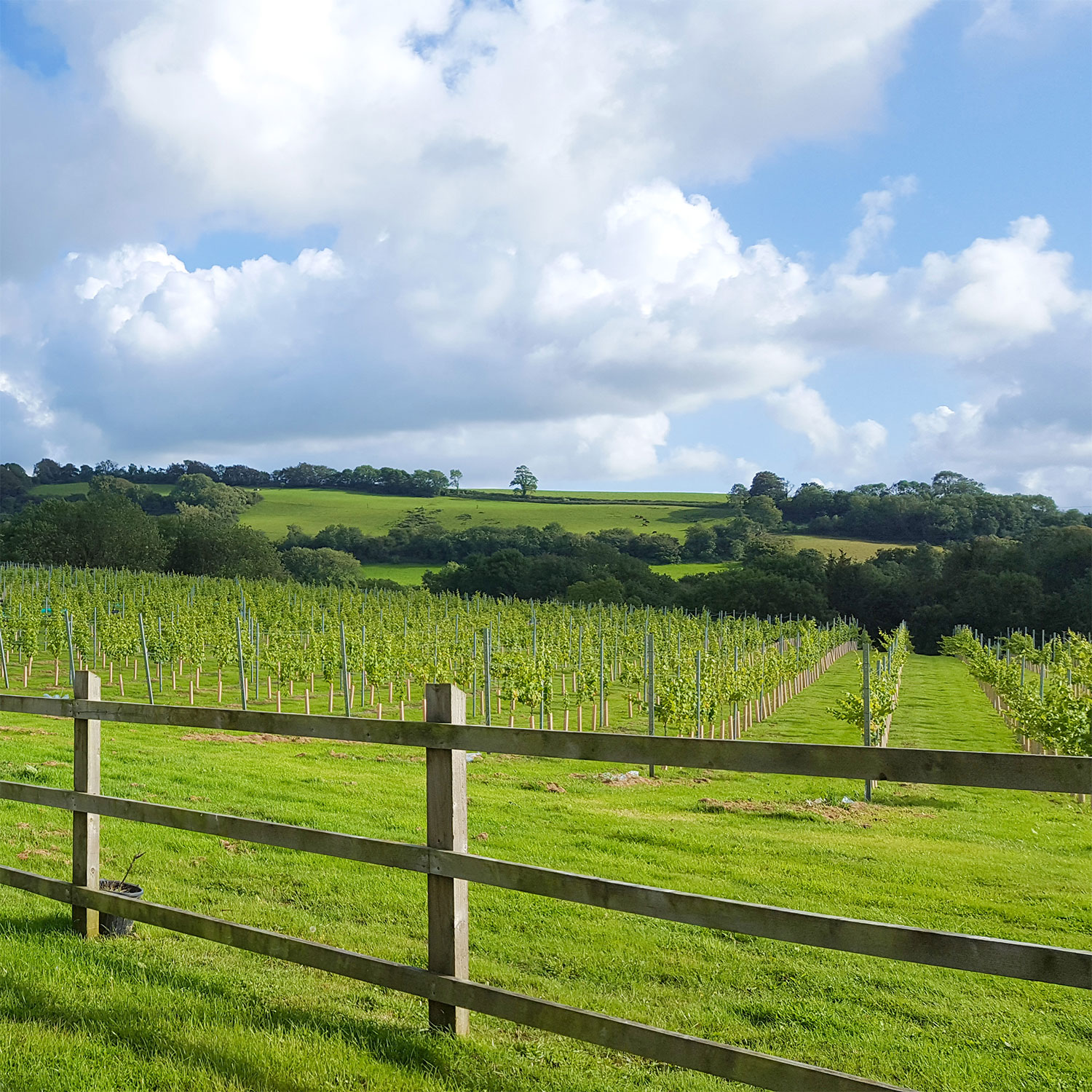 Vineyard Tours & Tastings - Venn Valley Vineyard
